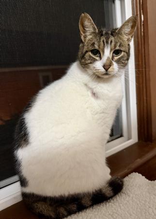 United Paws’ Cat of the Week: Meet Freckles – North Coast BBQ